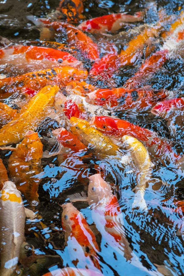 Colorful Koi fish in pool stock photo. Image of group - 184487968