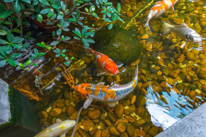 Colorful Koi Fish Swim in the Pond Stock Photo - Image of colourful ...