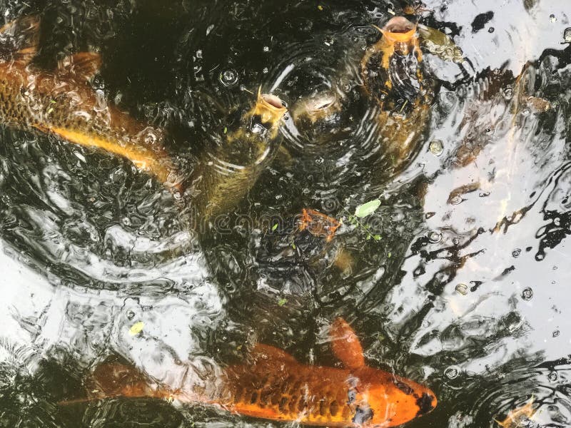 Colorful Koi Fish Swimming in the Lake Water. Stock Photo - Image of ...