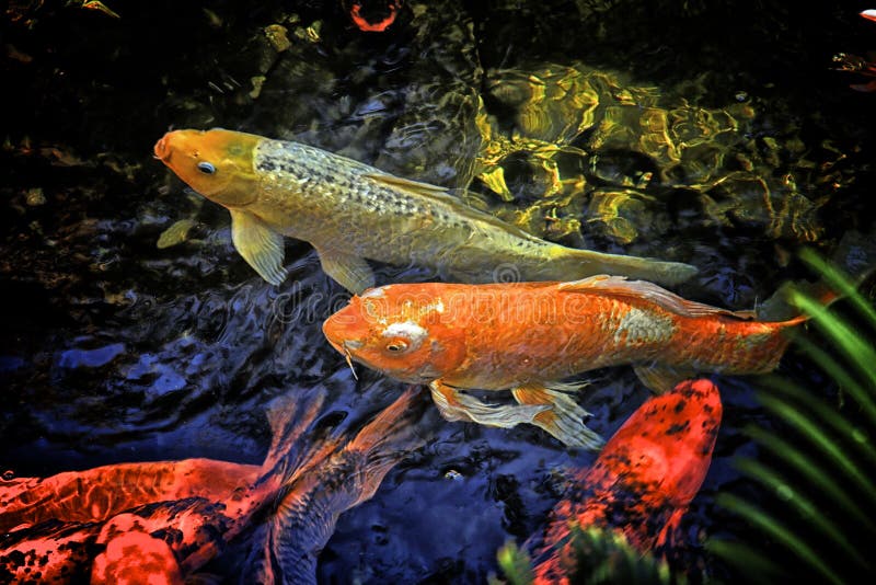 Koi fish stock photo. Image of purple, swimming, colorful - 106004768