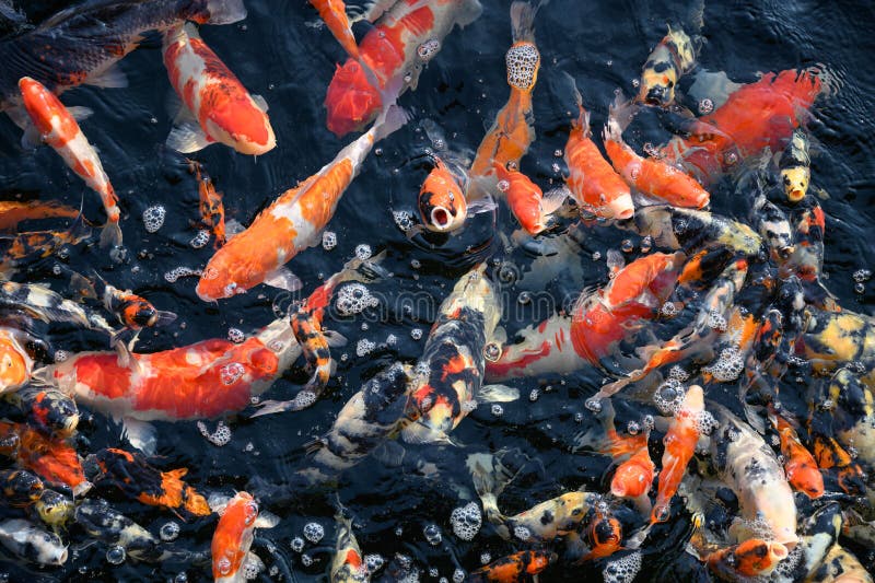 Colorful Koi Fish Swimming in Pond Stock Photo - Image of gold, happy ...