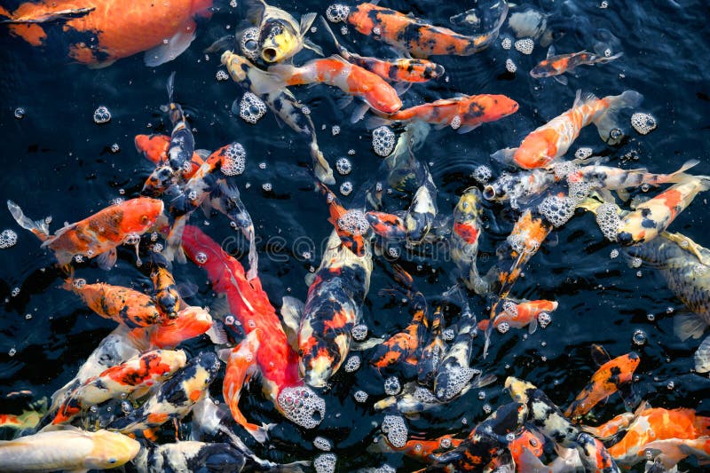 Colorful Koi Fish Swimming in Pond Stock Photo - Image of pond, lake ...
