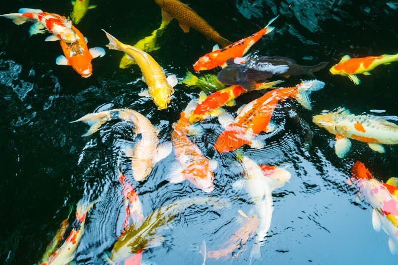 Colorful Koi Fish Swimming in Water . Stock Image - Image of diversity ...
