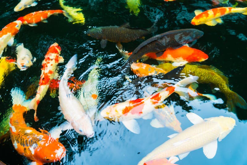 Colorful Koi Fish Swimming in Water . Stock Image - Image of diversity ...