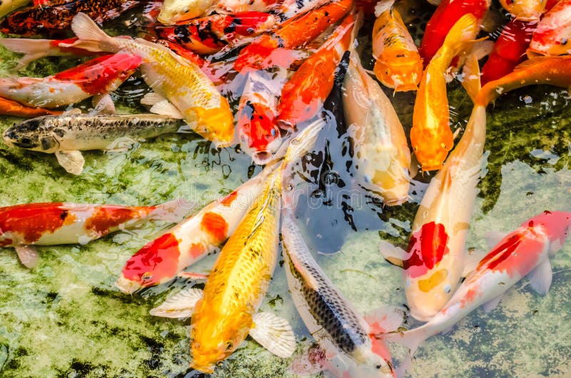 Colorful Koi Fishes stock photo. Image of background - 43500302