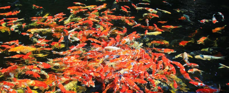 Colorful Kois or carps stock photo. Image of landscaping - 38328844
