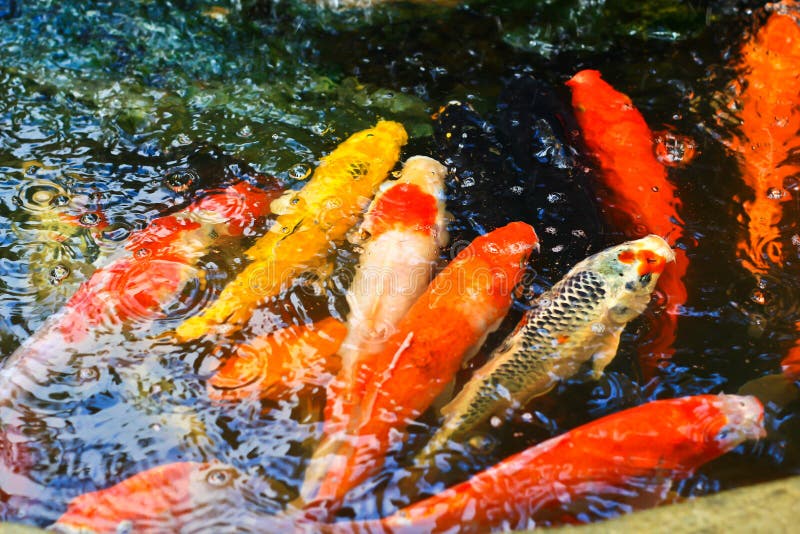 Colorful Kois or carps stock image. Image of orange, ornamental - 35716665