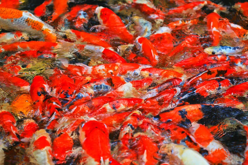Colorful Kois or carps stock photo. Image of orange, background - 38871130