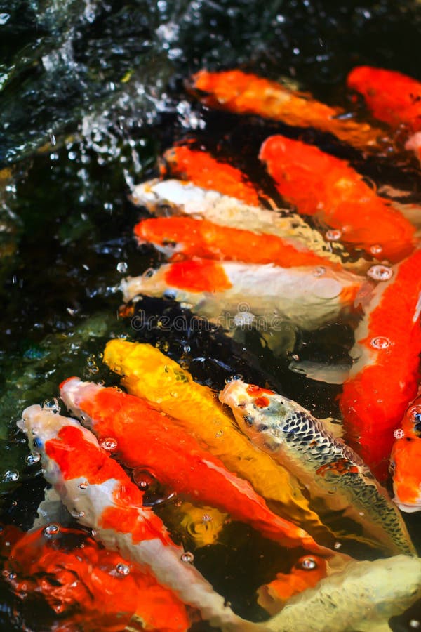 Colorful Kois stock image. Image of oriental, decor, frenzy - 35717539