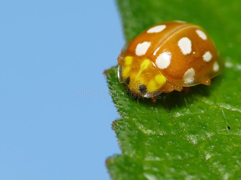 Monarch butterfly stock photo. Image of monarch, lepidoptera - 5724004