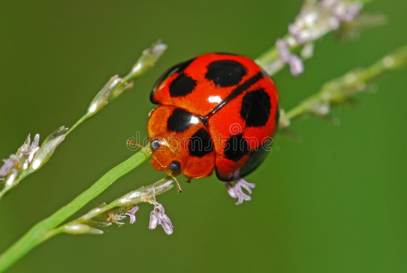 Colorful ladybird stock photo. Image of gardens, insect - 3302684