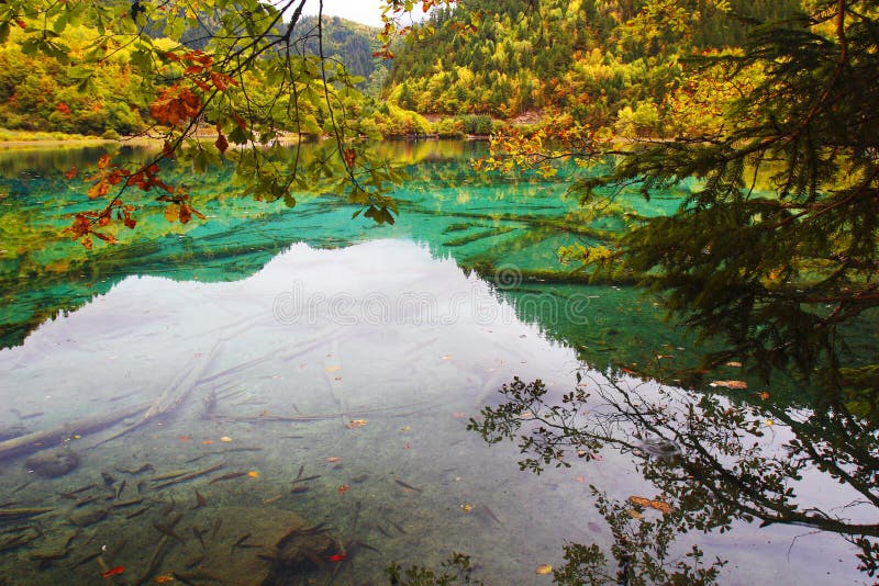 Colorful Lake in Jiuzhai Valley Stock Photo - Image of swimming, world ...