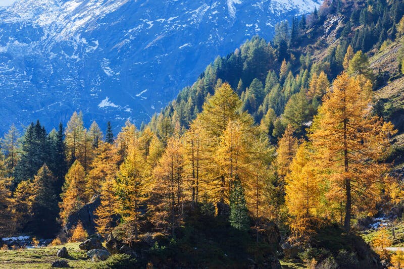 Colorful Larch Tree Forest in a Mountain Valley at Autumn Stock Photo ...
