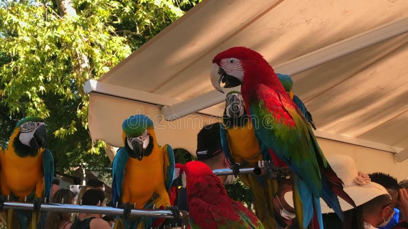 COlorful Large Parrots on a Perch Communicate. Stock Video - Video of ...
