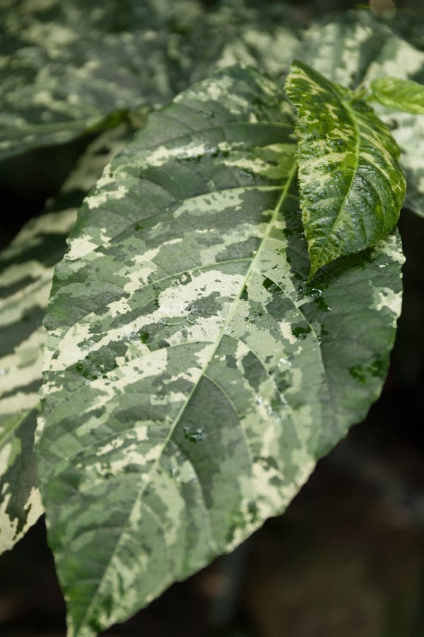 Colorful Large Tropical Leaves. Exotic Beautiful Plants. Stock Image ...