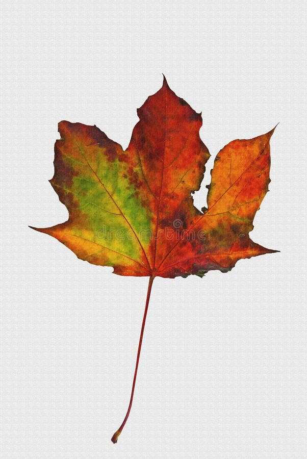 Single Maple Tree Standing on Grassy Hill Stock Image - Image of meadow ...