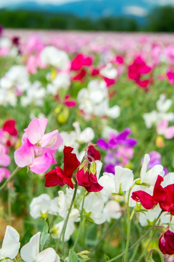 Colorful Lathyrus stock photo. Image of drome, fields - 32438068
