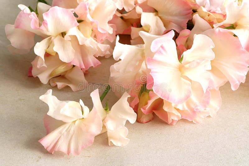 Colorful lathyrus flowers stock image. Image of freshness - 97609561