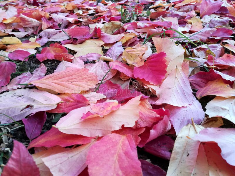 A smooth pink leaf layer stock photo. Image of pattern - 135935652