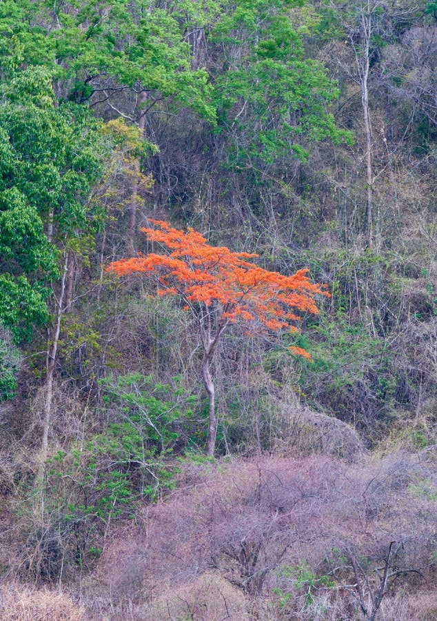 Colorful leaf . stock photo. Image of leaf, outdoor, orange - 24606558