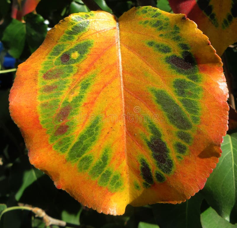 Colorful Leaf 5 Picture. Image: 87586296