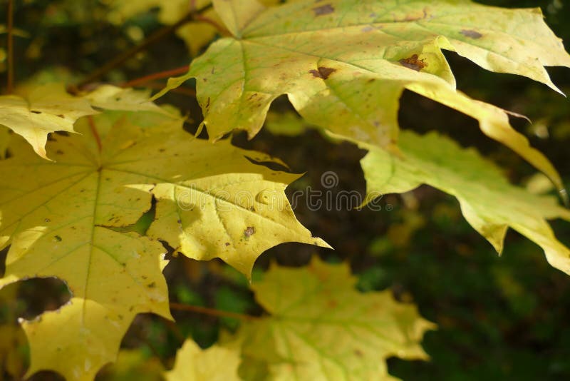 Colorful Leaf in Autumn with Dew Drops Stock Photo - Image of ...