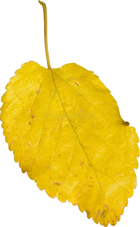 Colorful leaf stock photo. Image of plant, single, fall - 34856320