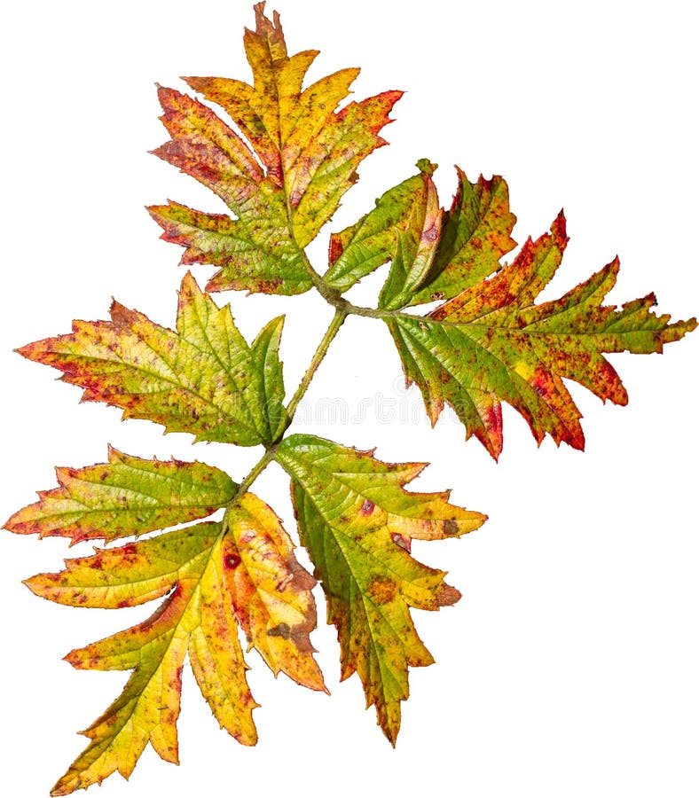 Colorful leaf stock photo. Image of leaf, autumn, tree - 34856770