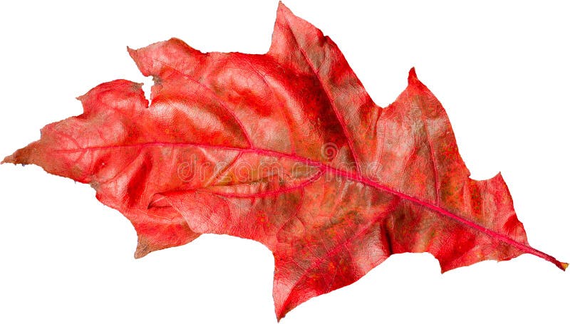 Colorful leaf stock image. Image of fall, autumn, leaf - 34861887