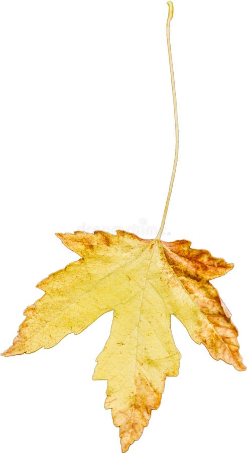 Colorful leaf stock image. Image of single, fall, tree - 34863165