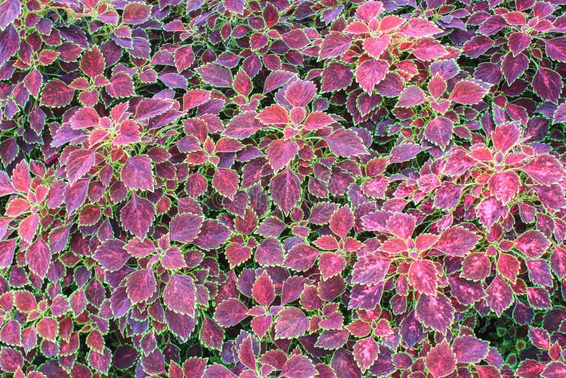 Colorful leaf background stock photo. Image of yellowood - 35701326