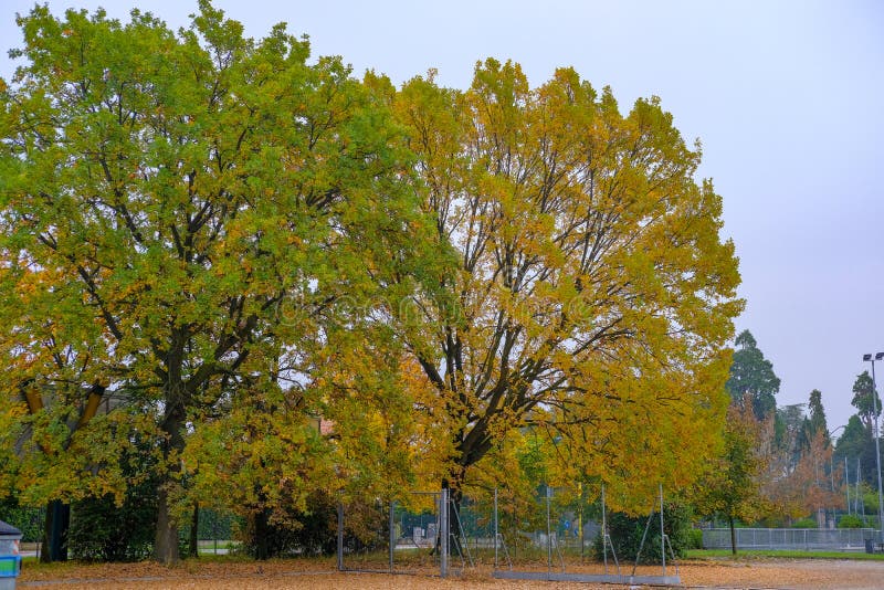 Colorful Leaf of Big Tree in Garden. Stock Image - Image of europe ...