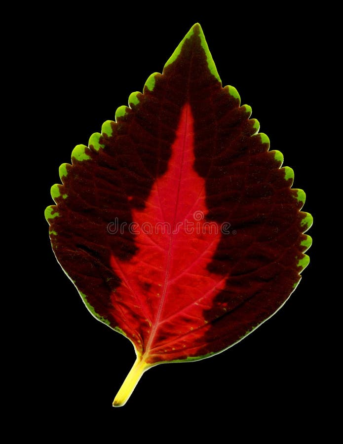 Colorful leaf on black stock photo. Image of colorful - 3029236
