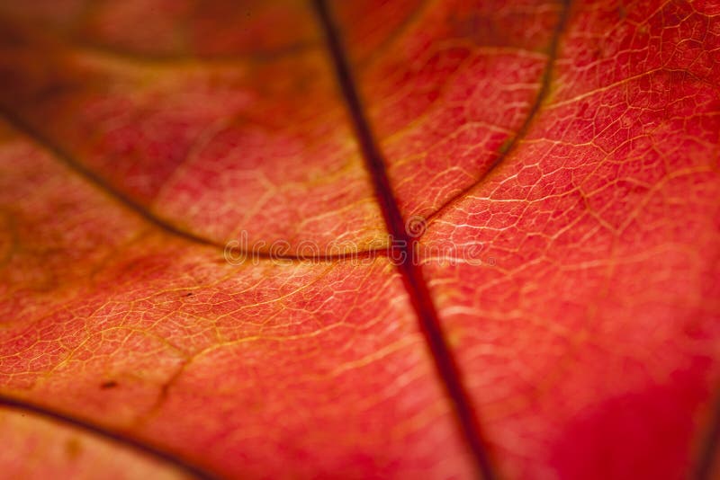 Colorful leaf stock image. Image of brown, element, fall - 34856297