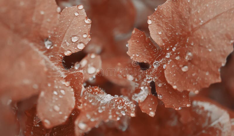 Colorful Leaf with Dew Drops Nature Wallpaper Background Stock Photo ...