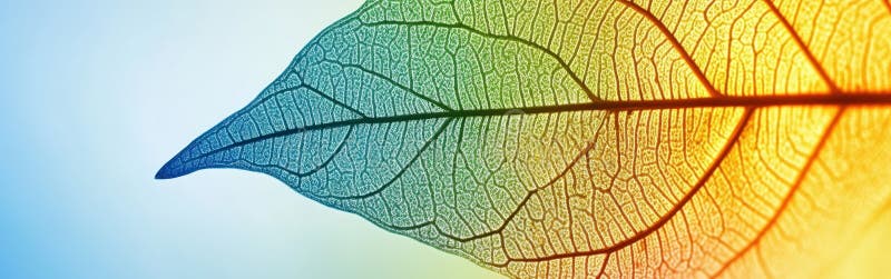 Colorful Leaf Gradient Design with Intricate Vein Patterns Stock ...