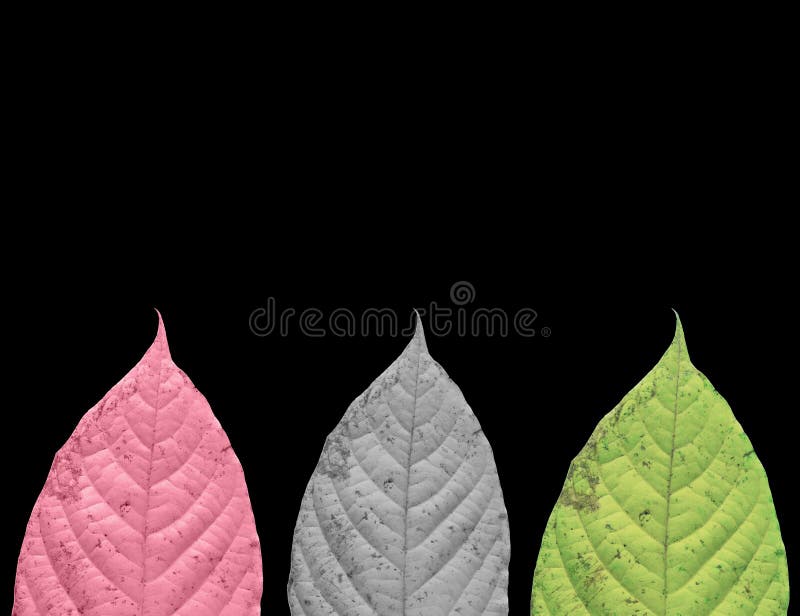 Colorful leaf isolated stock photo. Image of plant, orange - 89807682