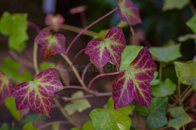 Colorful Leaf Ivy. Ivy Plant Ing the Garden Stock Image - Image of ...