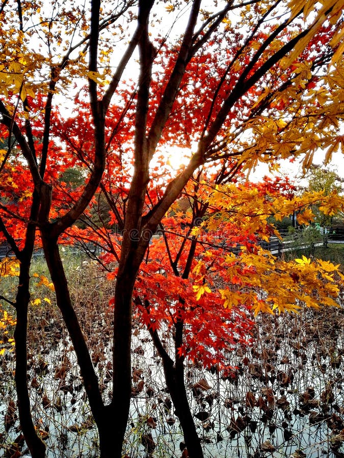 Colorful leaf stock image. Image of redleaf, color, colorful - 91338547