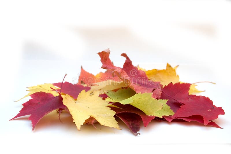 Colorful Leaf Pile stock image. Image of green, fallen - 5474313