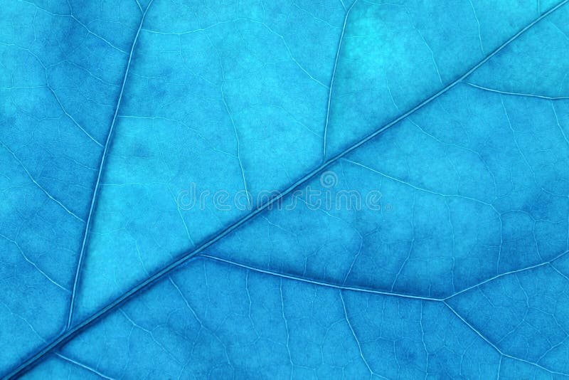 103 Microscope Leaf Veins Stock Photos - Free & Royalty-Free Stock ...