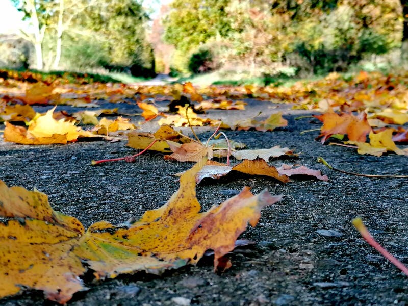 Colorful leaf on a road stock photo. Image of colorful - 163205098