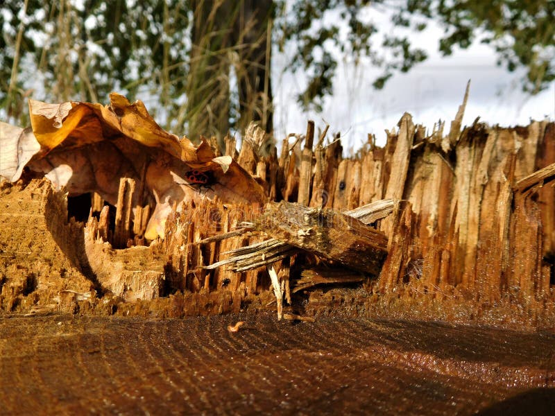 The Colorful Leaf, Tree, Sky and Full of Splinters Stock Photo - Image ...