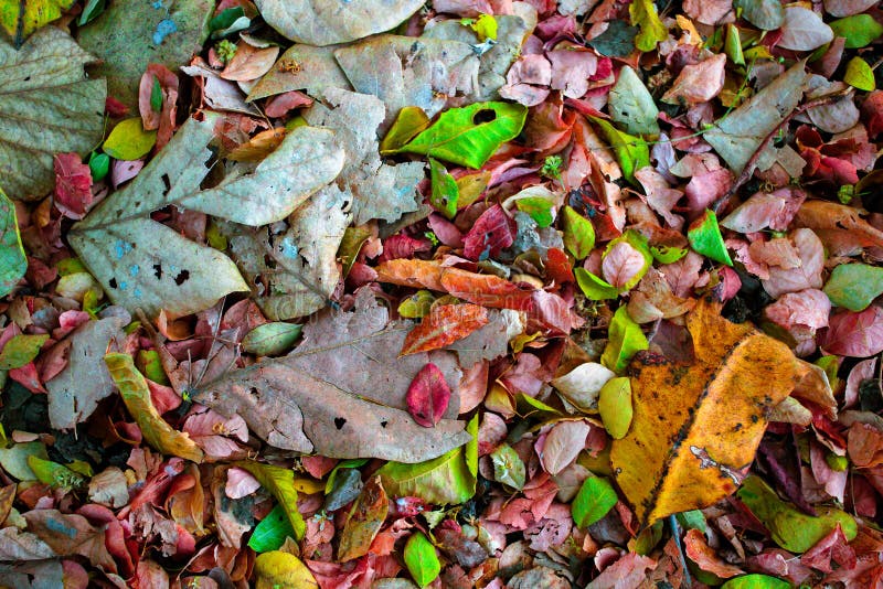 Colorful Leave on the Forest Stock Photo - Image of natural, season ...