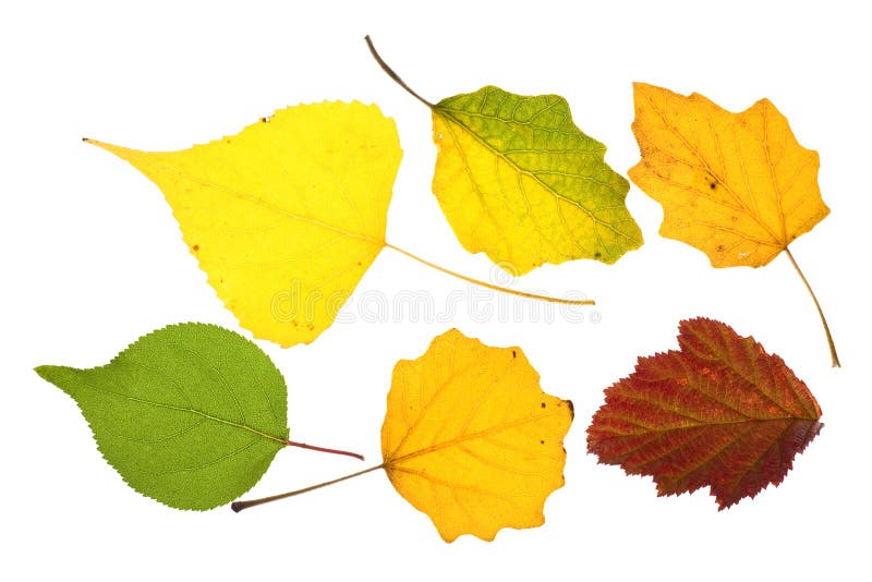 Colorful leaves stock photo. Image of closeup, isolated - 11007360