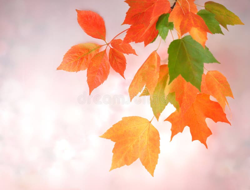 Colorful leaves stock image. Image of season, blur, nature - 16635577