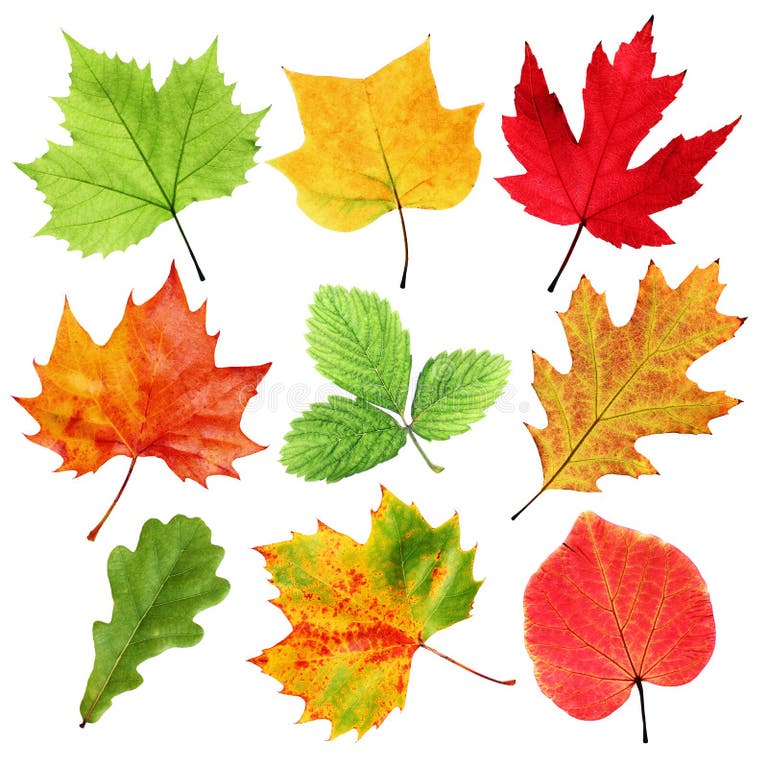 Colorful leaves stock photo. Image of orange, choice, collection - 5761642