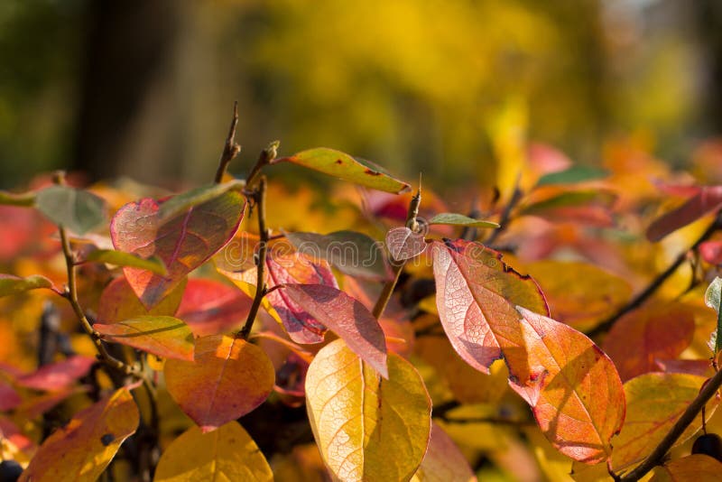 Colorful Leaves of Autumn Bush Stock Image - Image of park, macro: 21508319