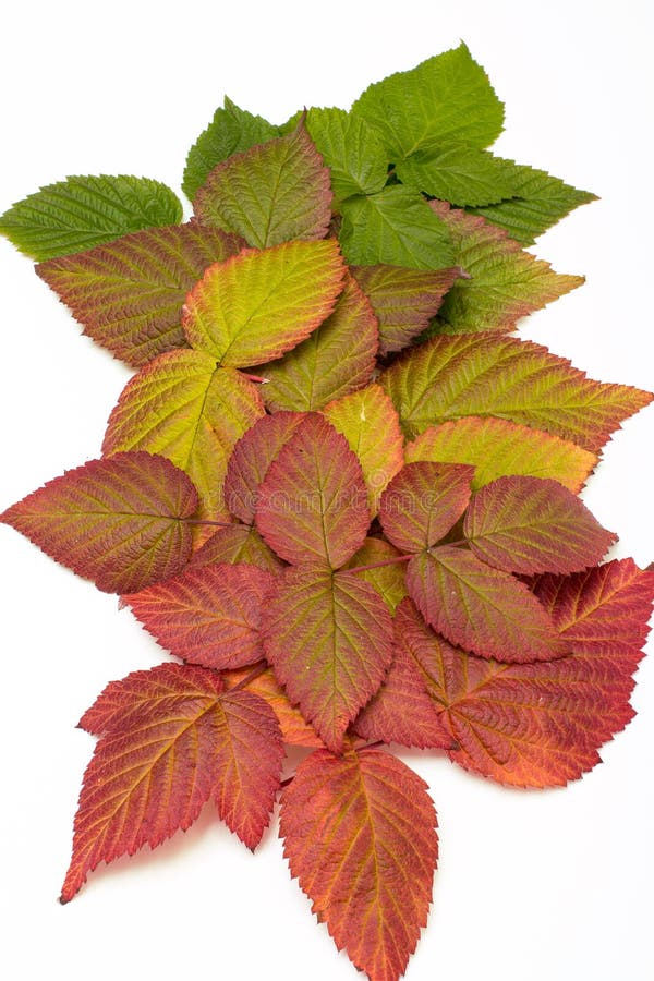 Colorful Leaves in Autumn. Gradient Stock Image - Image of botany ...