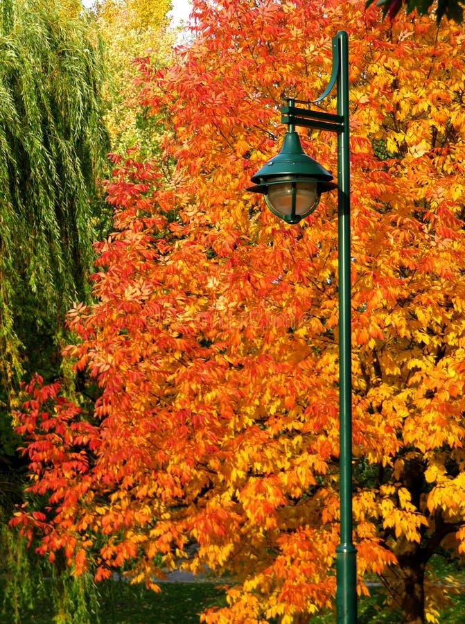 Colorful Leaves of Autumn by a Lamp Post Stock Photo - Image of maple ...